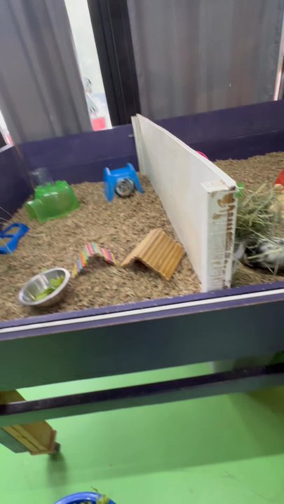 DEBBIE DOLITTLE’S PETTING ZOO - Updated May 2026 - 421 Photos & 218 ...