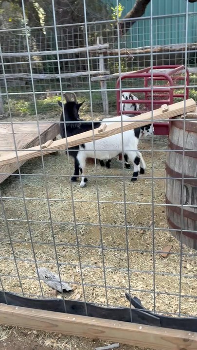 SCREAMING GOAT YARD & TAP - Updated April 2026 - 482 Photos & 318 ...