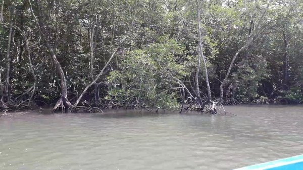 Baratang Island: A Complete Travel Guide to the Natural Wonderland of ...