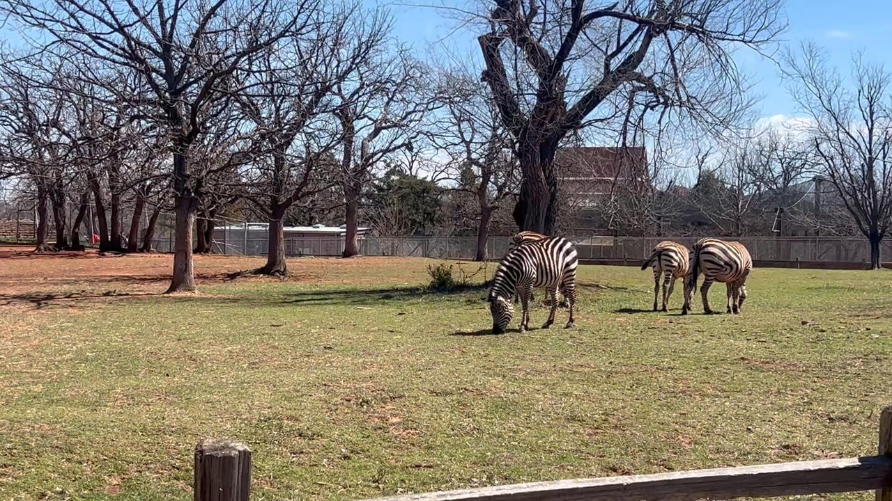 OKLAHOMA CITY ZOO - Updated December 2025 - 1182 Photos & 305 Reviews ...