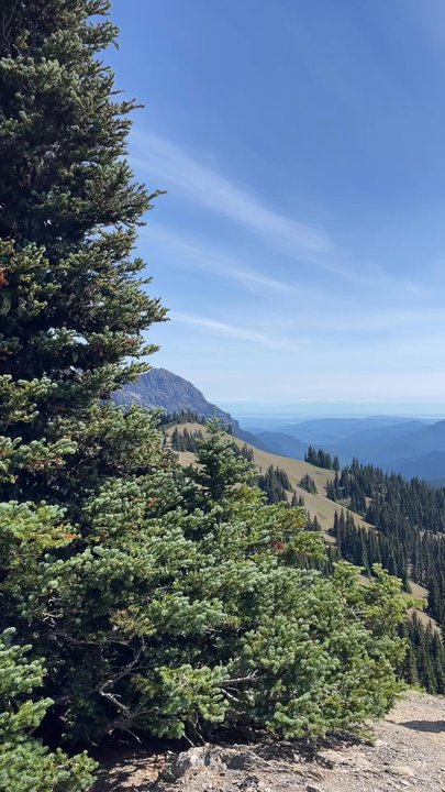 HURRICANE RIDGE - Updated July 2025 - 463 Photos & 104 Reviews - 600 E ...