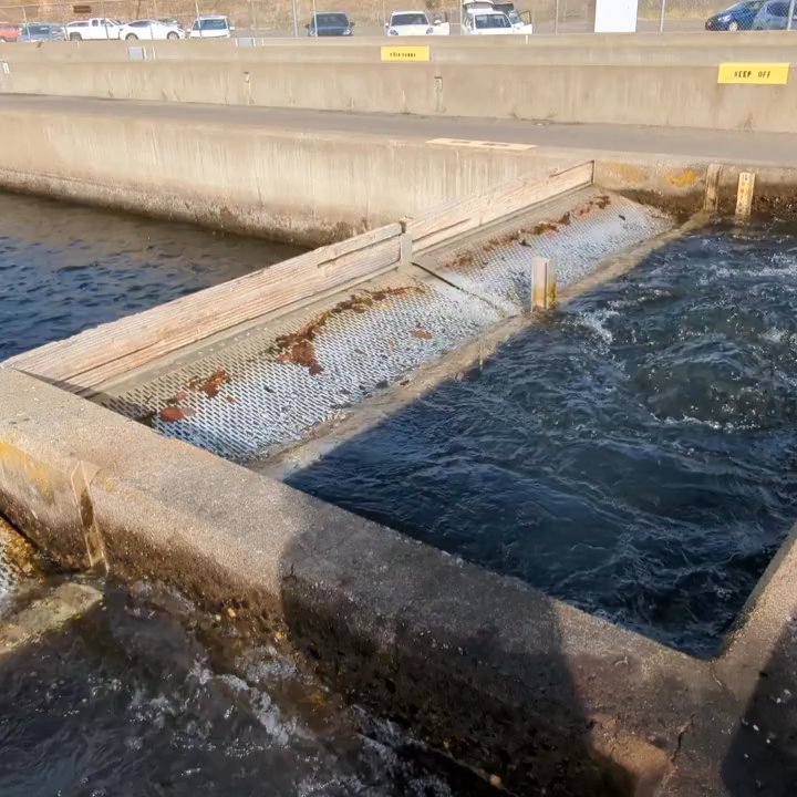 NIMBUS FISH HATCHERY - Updated March 2026 - 601 Photos & 120 Reviews ...