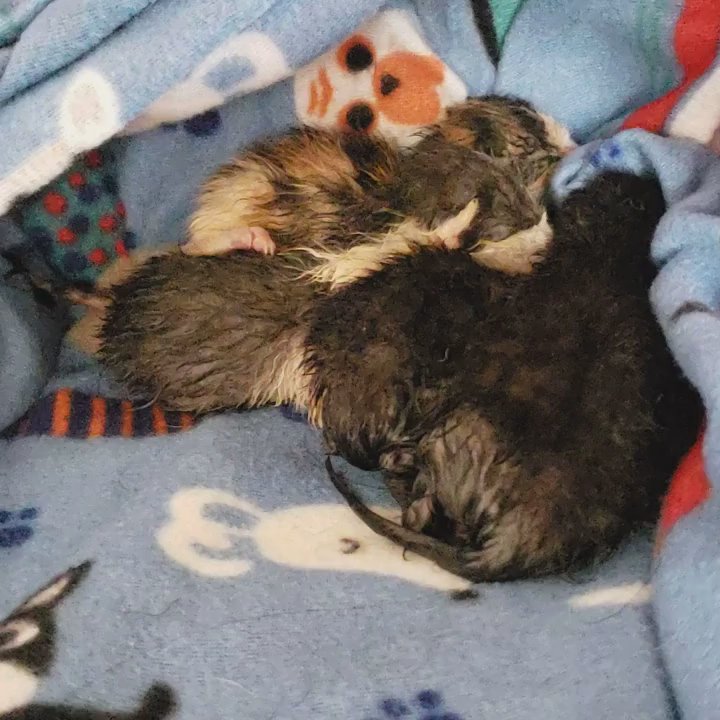 INDYHUMANE - Updated October 2025 - 172 Photos & 82 Reviews - 7929 N ...