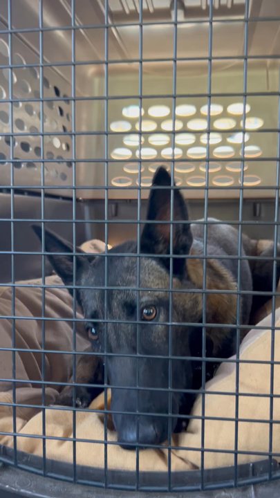 DOWNEY ANIMAL CARE CENTER - Updated April 2025 - 301 Photos & 294 ...