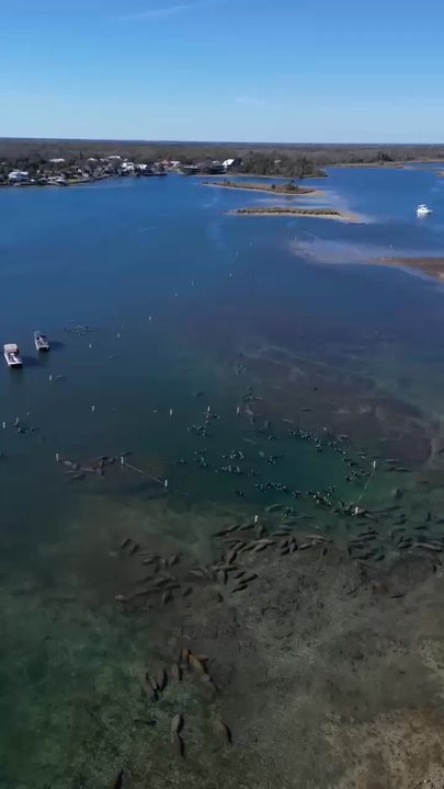 FUN 2 DIVE MANATEE TOURS - Updated January 2026 - 413 Photos & 236 ...