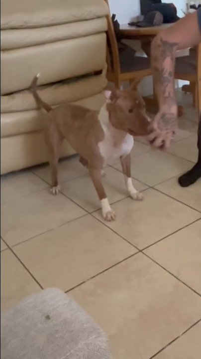 SUNCOAST HUMANE SOCIETY - Updated June 2026 - 13 Photos & 21 Reviews ...