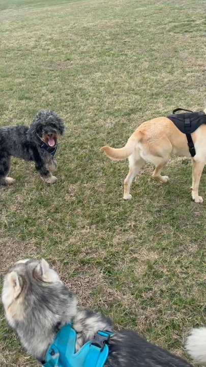 PUP PARK SHUTTLE - Updated May 2026 - 28 Photos - 2405 Wade Ave ...