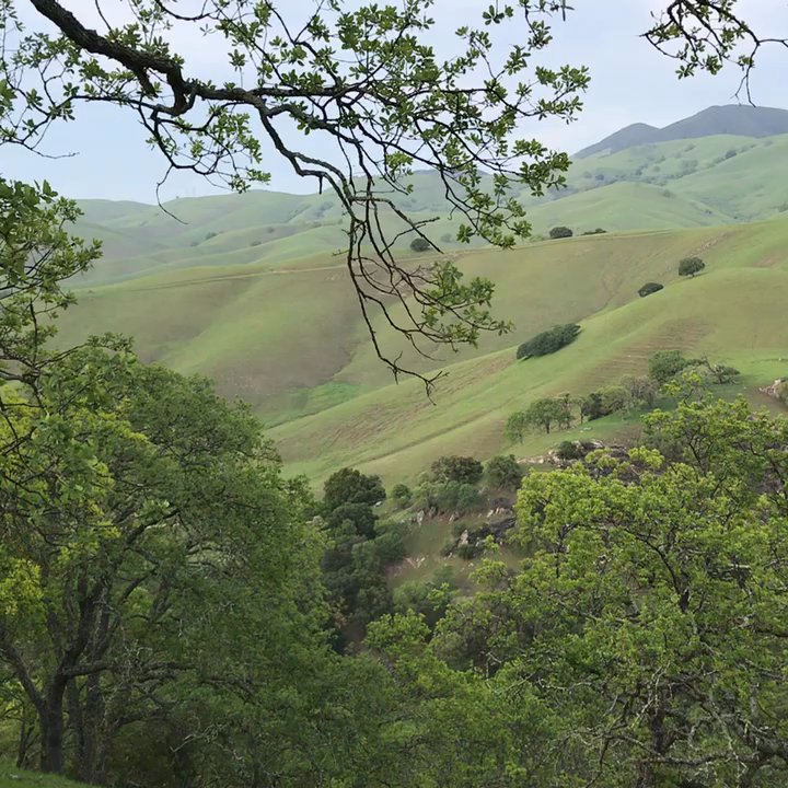 DIABLO FOOTHILLS REGIONAL PARK - Updated January 2026 - 244 Photos & 45 ...