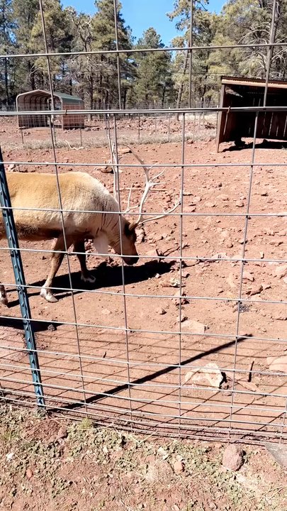 GRAND CANYON DEER FARM - Updated July 2025 - 805 Photos & 312 Reviews ...