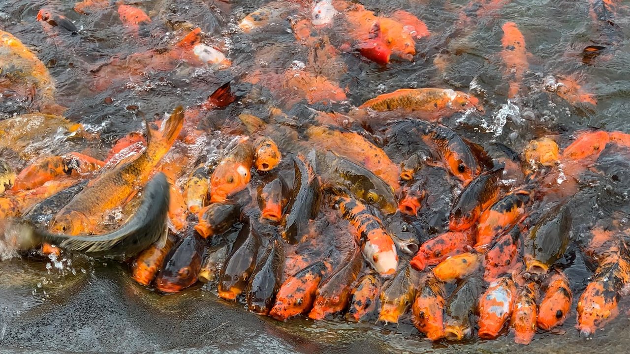 NAVY MARINE GOLF COURSE - Updated December 2025 - 128 Photos & 74 ...