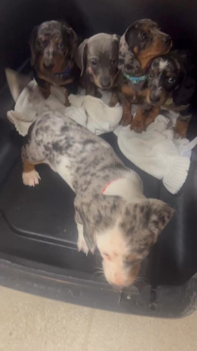 DIRK BUTCHKO PRO VET - Updated December 2025 - 165 Photos & 369 Reviews ...