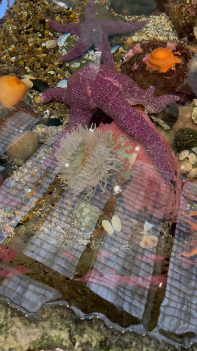 SEA DISCOVERY CENTER - Updated May 2026 - 81 Photos & 31 Reviews ...