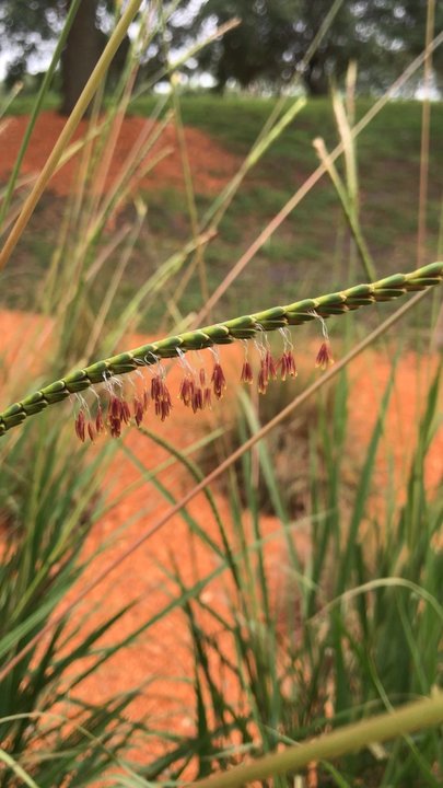 BRANDON PARKWAY TRAIL - Updated October 2025 - 47 Photos & 15 Reviews ...