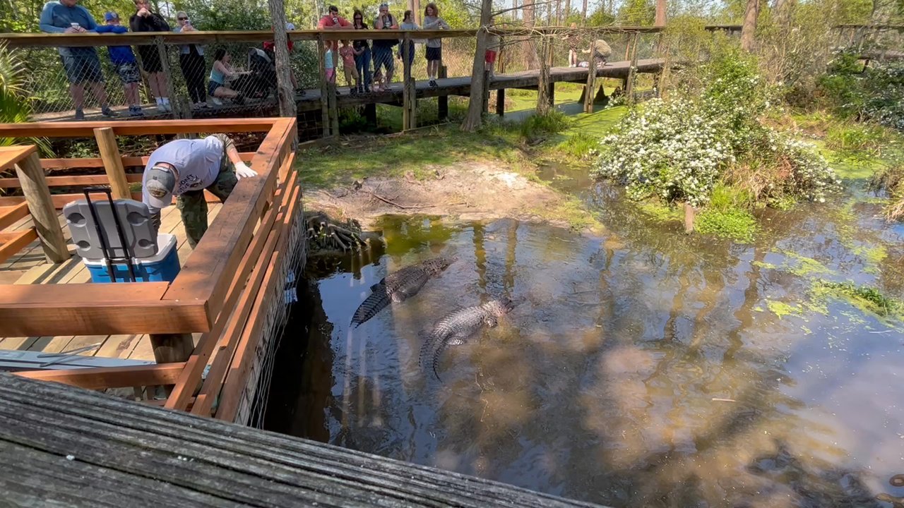 ALLIGATOR ALLEY - Updated December 2025 - 507 Photos & 185 Reviews ...