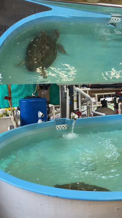 THE GEORGIA SEA TURTLE CENTER - Updated October 2025 - 336 Photos & 111 ...