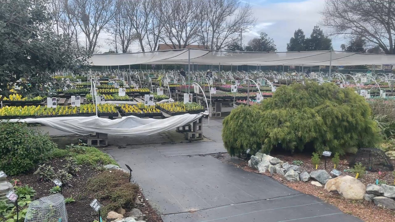 CURIOUS FLORA NURSERY - Updated April 2025 - 18 Reviews - 740 Market ...