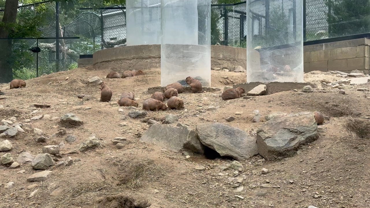 CONNECTICUT’S BEARDSLEY ZOO - Updated May 2026 - 432 Photos & 165 ...