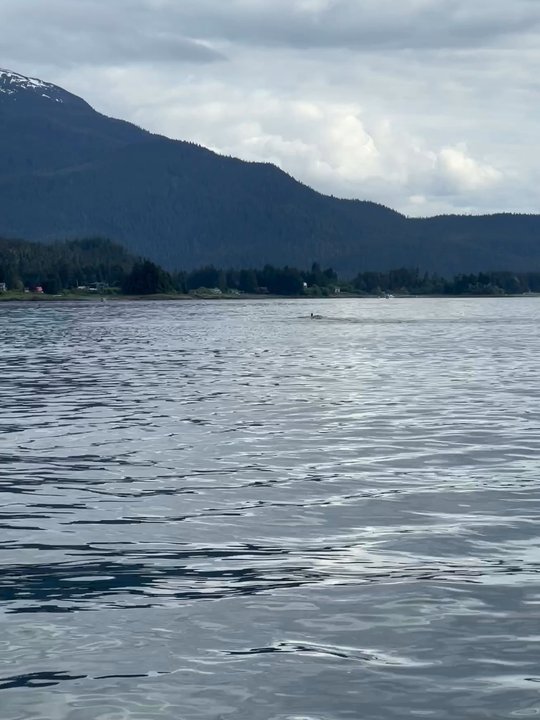 DOLPHIN JET BOAT TOURS - Updated January 2026 - 58 Photos & 107 Reviews ...