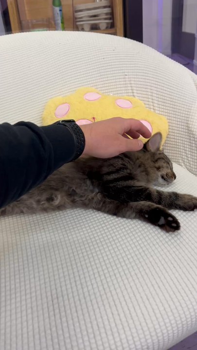 PURR-FECTO CAT LOUNGE - Updated September 2025 - 212 Photos & 80 ...