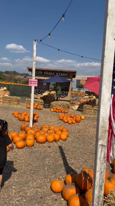 CAL POLY POMONA PUMPKIN FESTIVAL - Updated December 2025 - 686 Photos ...