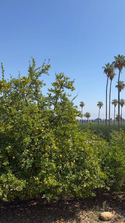 CALIFORNIA CITRUS STATE HISTORIC PARK - Updated June 2025 - 840 Photos ...