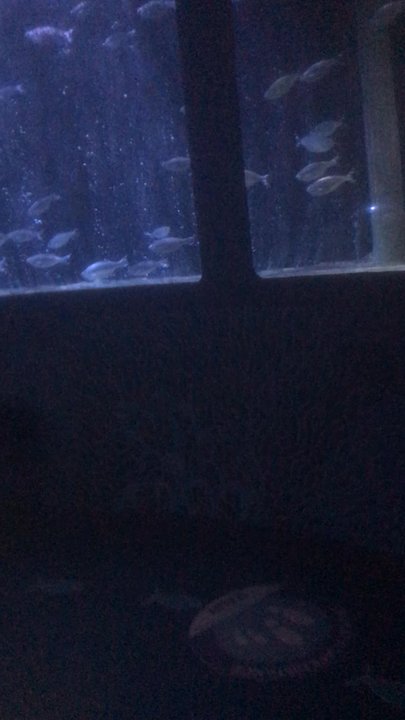 SEA LIFE ARIZONA AQUARIUM - Updated December 2025 - 656 Photos & 361 ...