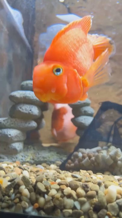 PREUSS PETS - Updated June 2026 - 86 Photos & 96 Reviews - 1127 N Cedar ...