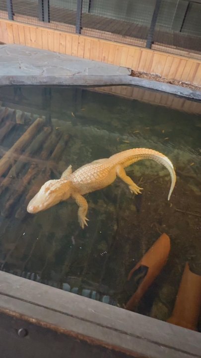 ALLIGATOR ADVENTURE - Updated May 2026 - 725 Photos & 229 Reviews ...