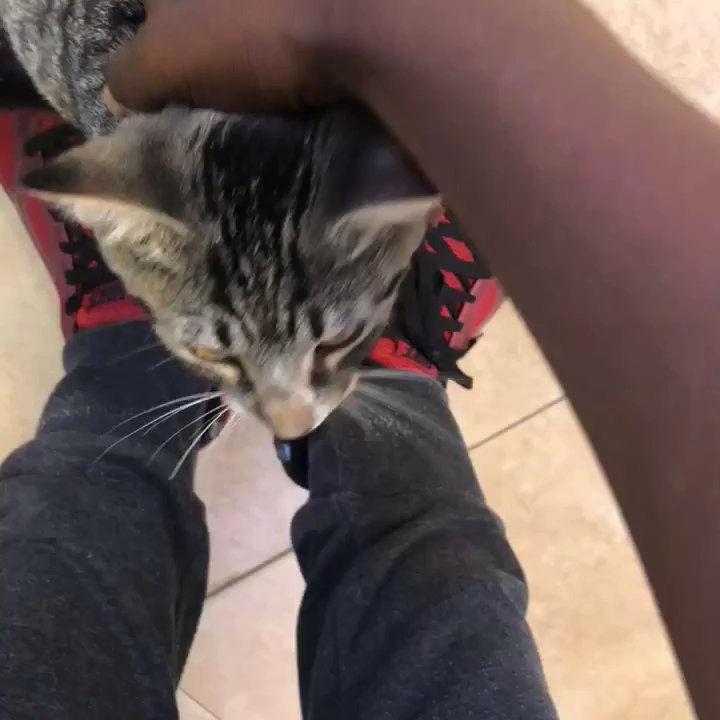 PAWS ATLANTA - Updated December 2025 - 84 Photos & 58 Reviews - 5287 ...