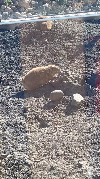 RED RIVER ZOO - Updated December 2025 - 183 Photos & 39 Reviews - 4255 ...