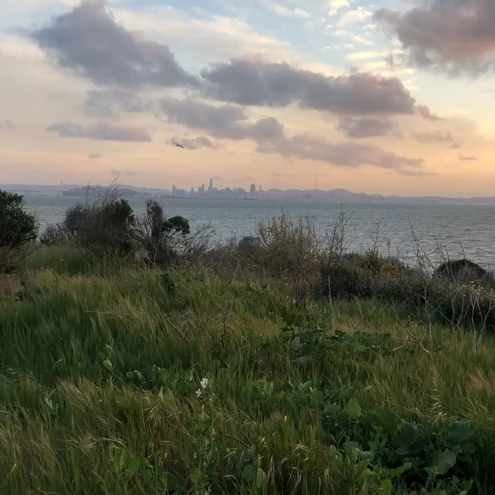 ALBANY BULB - Updated December 2024 - 984 Photos & 243 Reviews - 1 ...