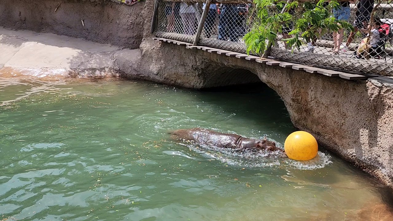 ABQ BIOPARK ZOO - Updated April 2025 - 884 Photos & 269 Reviews - 903 ...