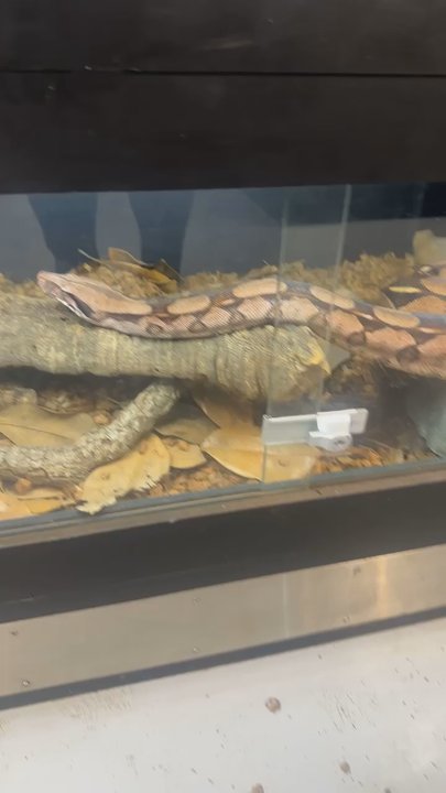 DFW REPTARIUM - Updated December 2025 - 97 Photos & 105 Reviews - 2220 ...