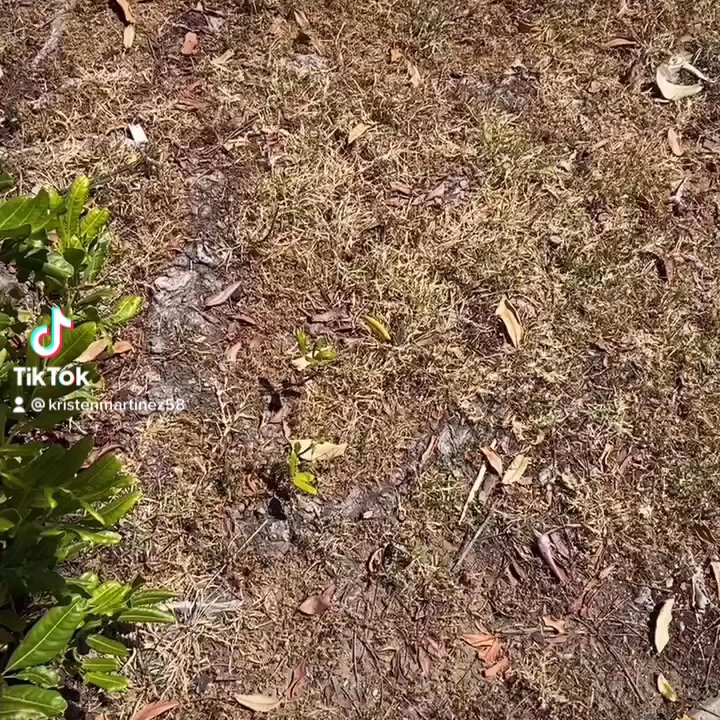 RYDELL CHRYSLER DODGE JEEP RAM - Updated February 2025 - 368 Photos ...