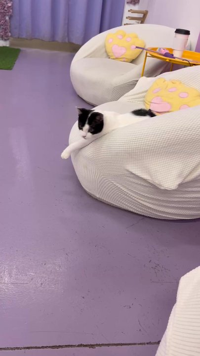 PURR-FECTO CAT LOUNGE - Updated May 2026 - 235 Photos & 98 Reviews ...