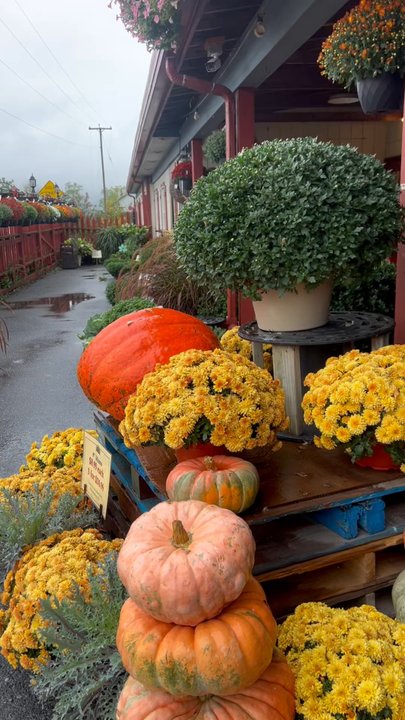 ASHCOMBE FARM AND GREENHOUSES - Updated December 2025 - 51 Photos & 31 ...