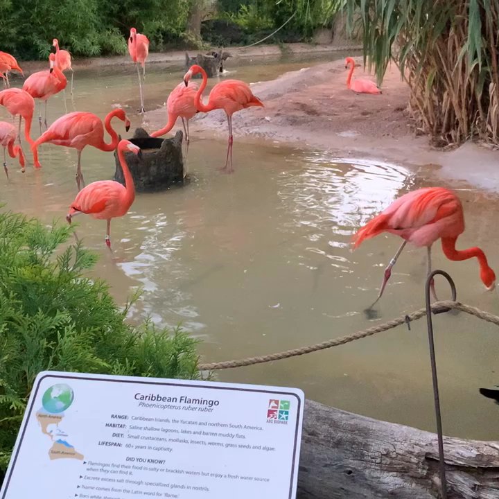 ABQ BIOPARK ZOO - Updated July 2025 - 889 Photos & 276 Reviews - 903 ...