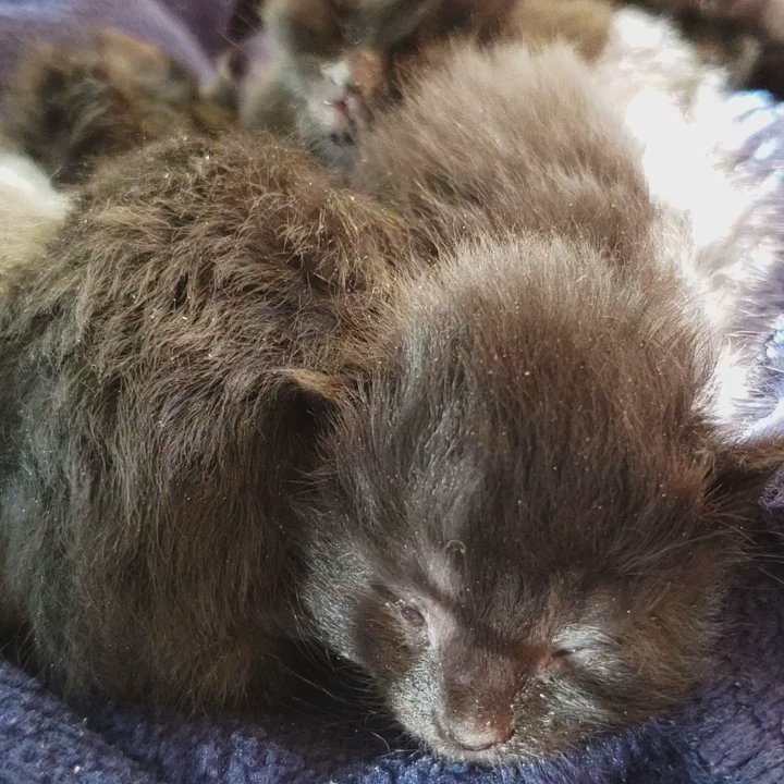 INDYHUMANE - Updated October 2025 - 172 Photos & 82 Reviews - 7929 N ...