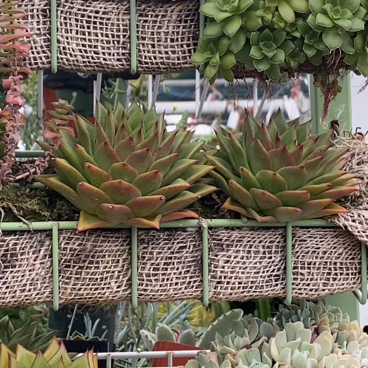 THE FLOWER BIN GARDEN CENTER & NURSERY - Updated January 2026 - 204 ...