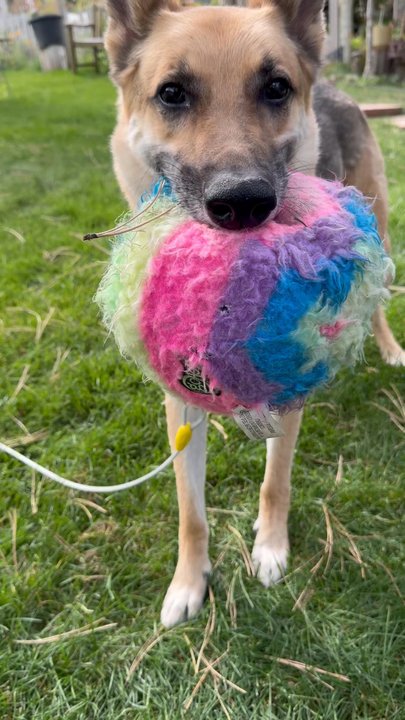 HUMANE SOCIETY OF BOULDER VALLEY - Updated December 2025 - 41 Photos ...