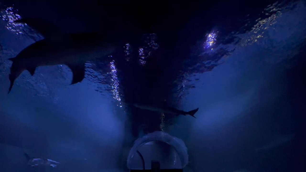 OKLAHOMA AQUARIUM - Updated August 2025 - 499 Photos & 200 Reviews ...