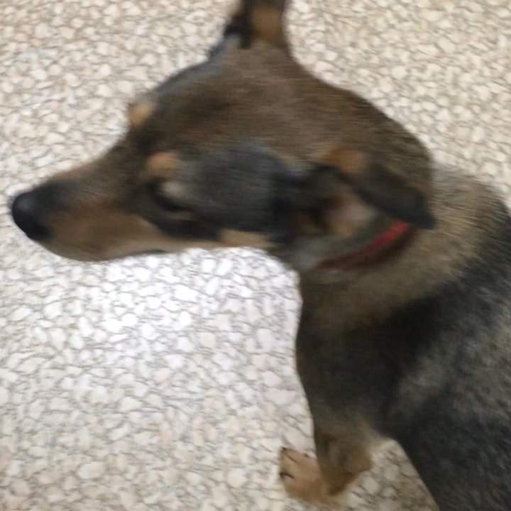 TORONTO ANIMAL SERVICES EAST SHELTER - Updated January 2026 - 39 Photos ...