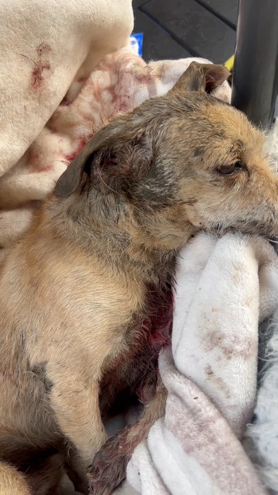 DOWNEY ANIMAL CARE CENTER - Updated January 2026 - 317 Photos & 303 ...