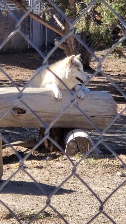 ANIMAL ARK - Updated June 2025 - 512 Photos & 157 Reviews - 1265 ...