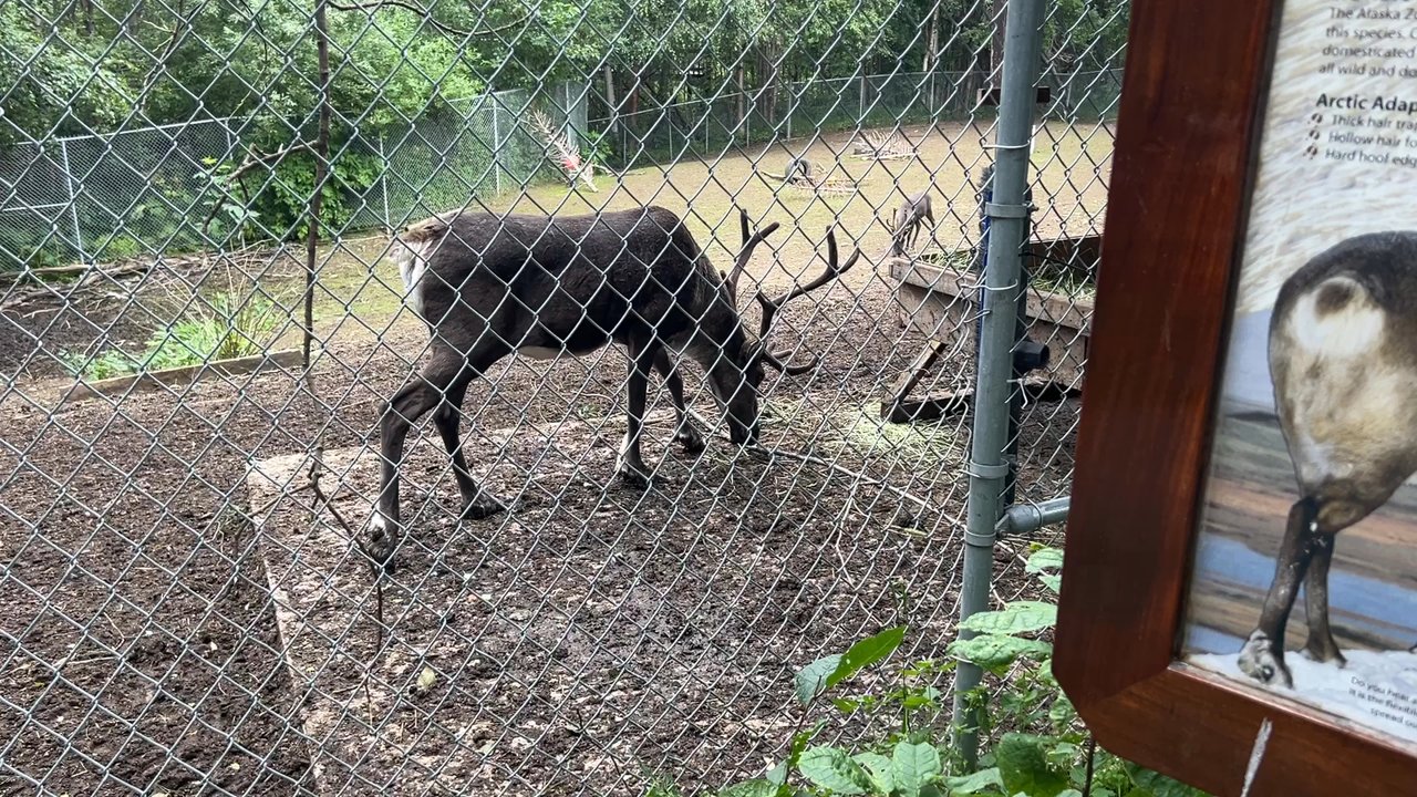 THE ALASKA ZOO - Updated January 2026 - 457 Photos & 139 Verified ...