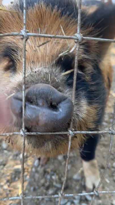 DEMAREST FARM - Updated September 2025 - 834 Photos & 361 Reviews - 244 ...