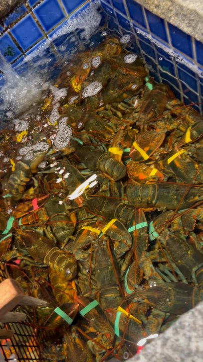 SUPERIOR LOBSTER & SEAFOOD - Updated May 2026 - 17 Photos & 26 Reviews ...