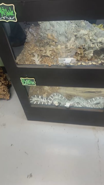 DFW REPTARIUM - Updated December 2025 - 97 Photos & 105 Reviews - 2220 ...