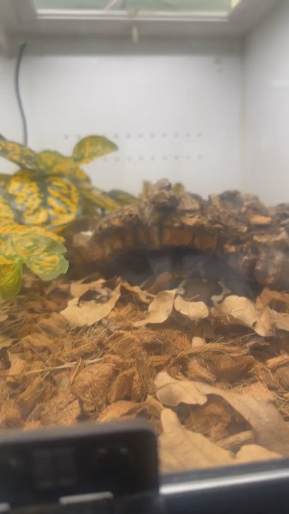 DFW REPTARIUM - Updated December 2025 - 97 Photos & 105 Reviews - 2220 ...