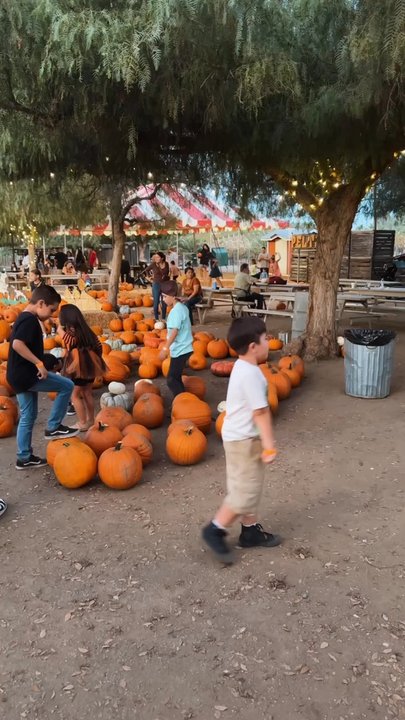 PELTZER PUMPKIN FARM - TEMP. CLOSED - Updated May 2026 - 397 Photos ...